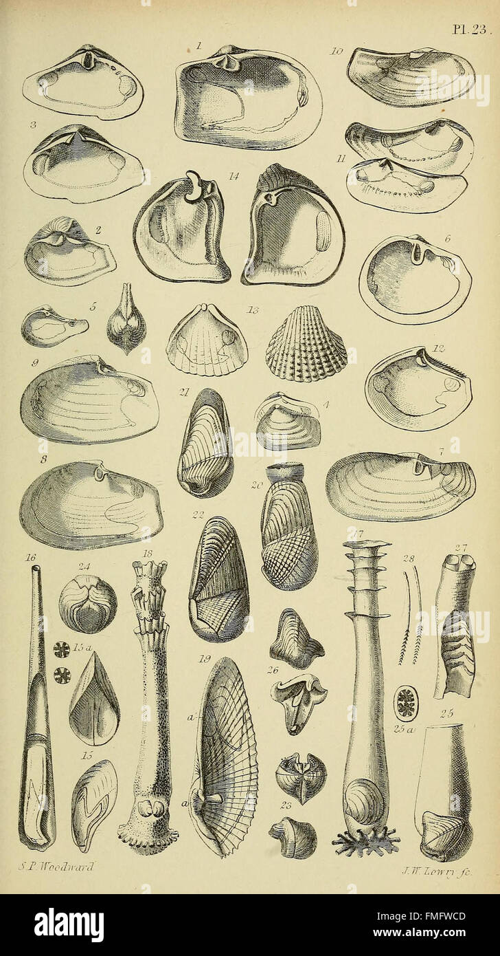 An illustrated guide to mollusks, featuring detailed descriptions and ...