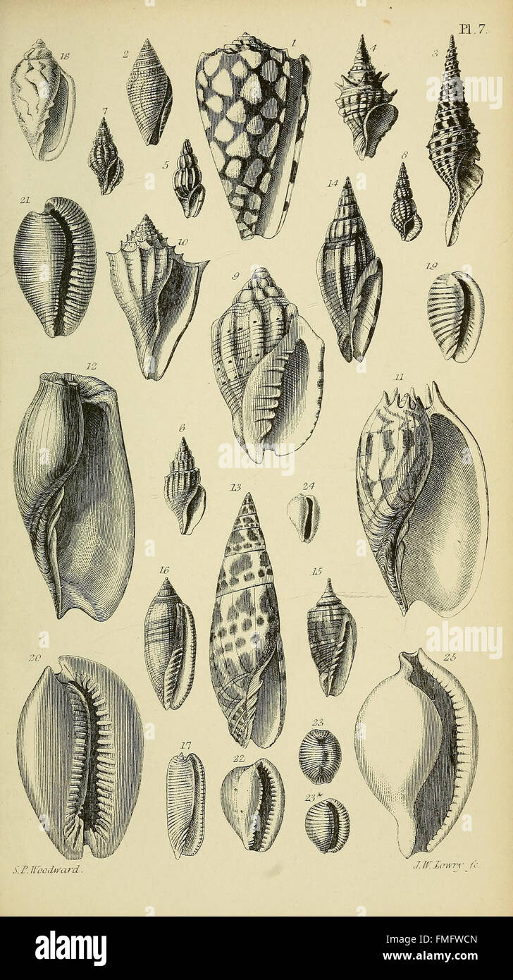 Manual mollusca hi-res stock photography and images - Alamy