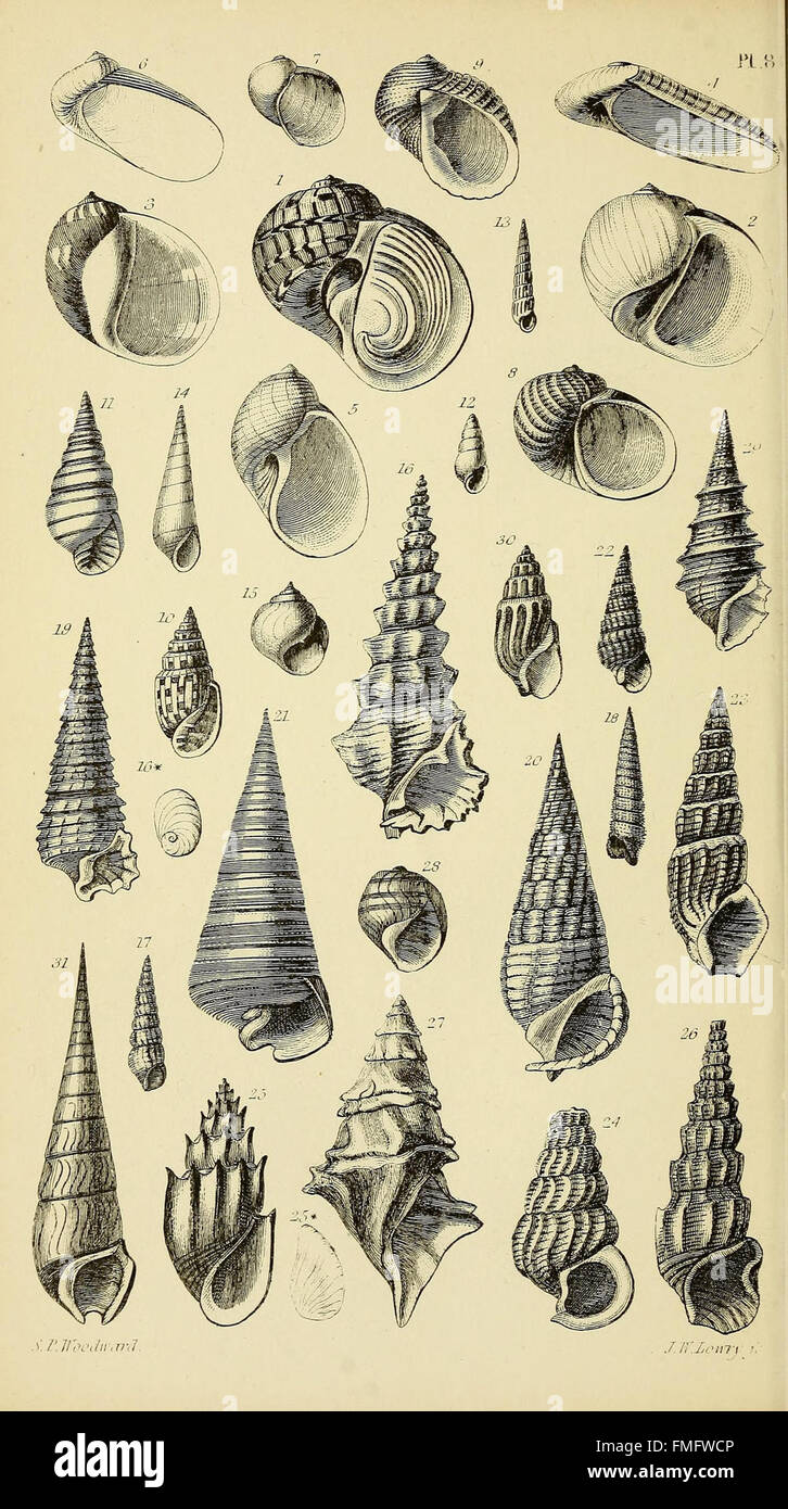 Various species of marine bivalves hi-res stock photography and images ...