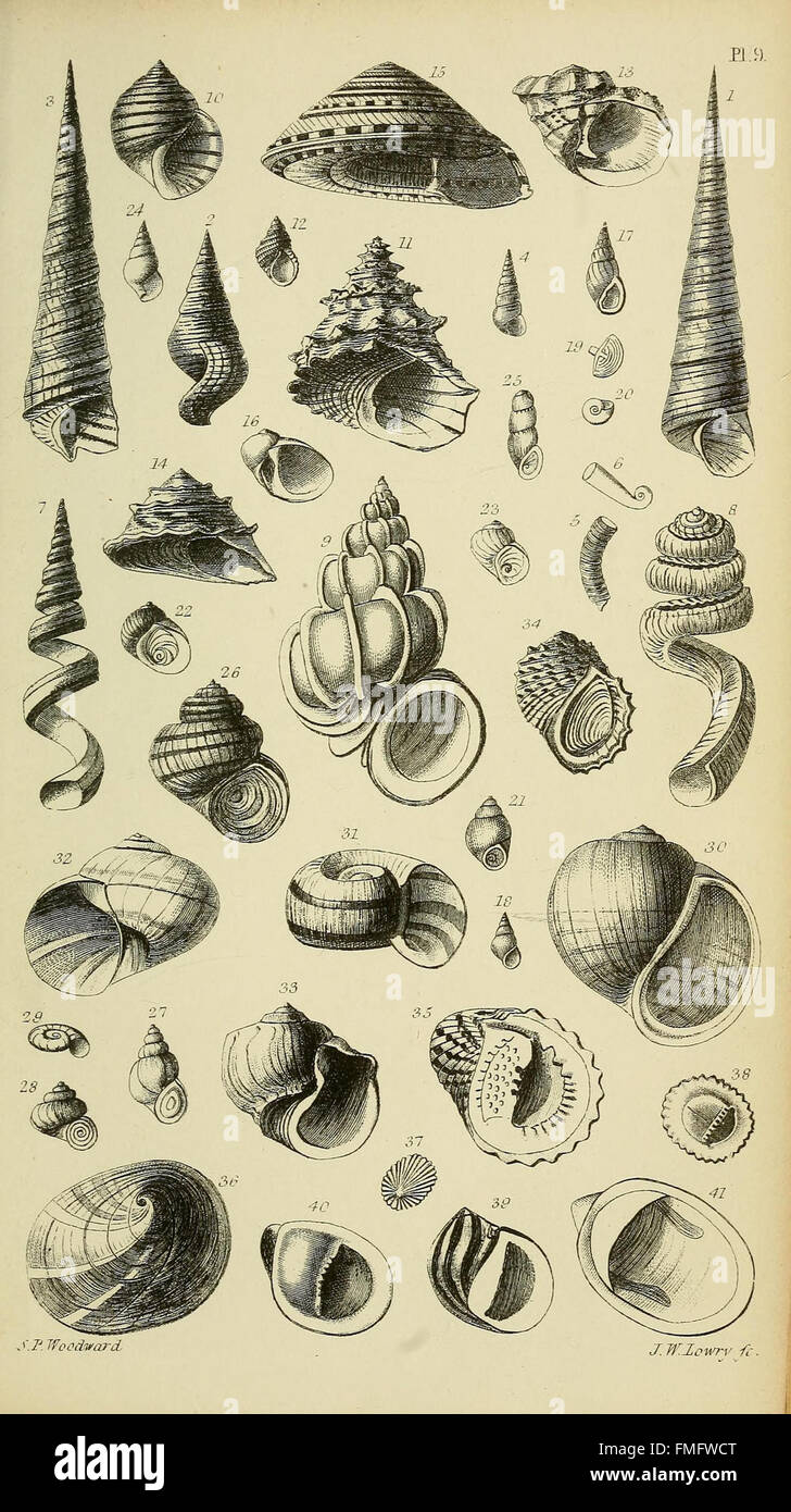 Plate 9 from 'A Manual of the Mollusca' illustrates the anatomy and ...