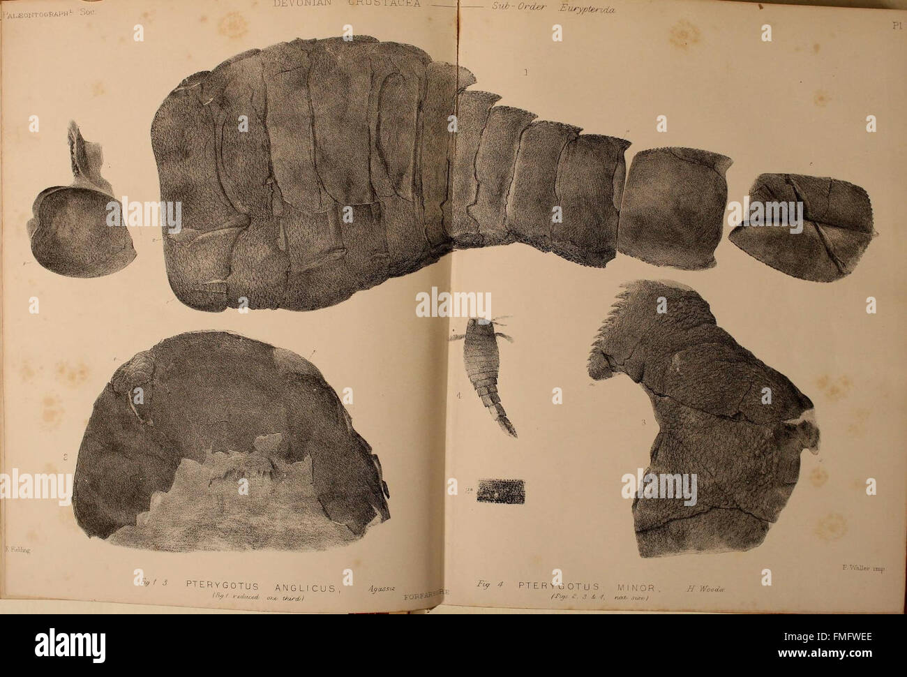 'A Monograph of the British Fossil Crustacea' (Pl. I) features detailed ...