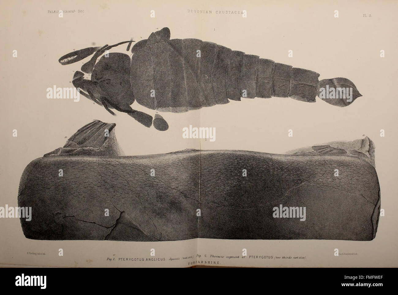 Crustacea fossil hi-res stock photography and images - Alamy