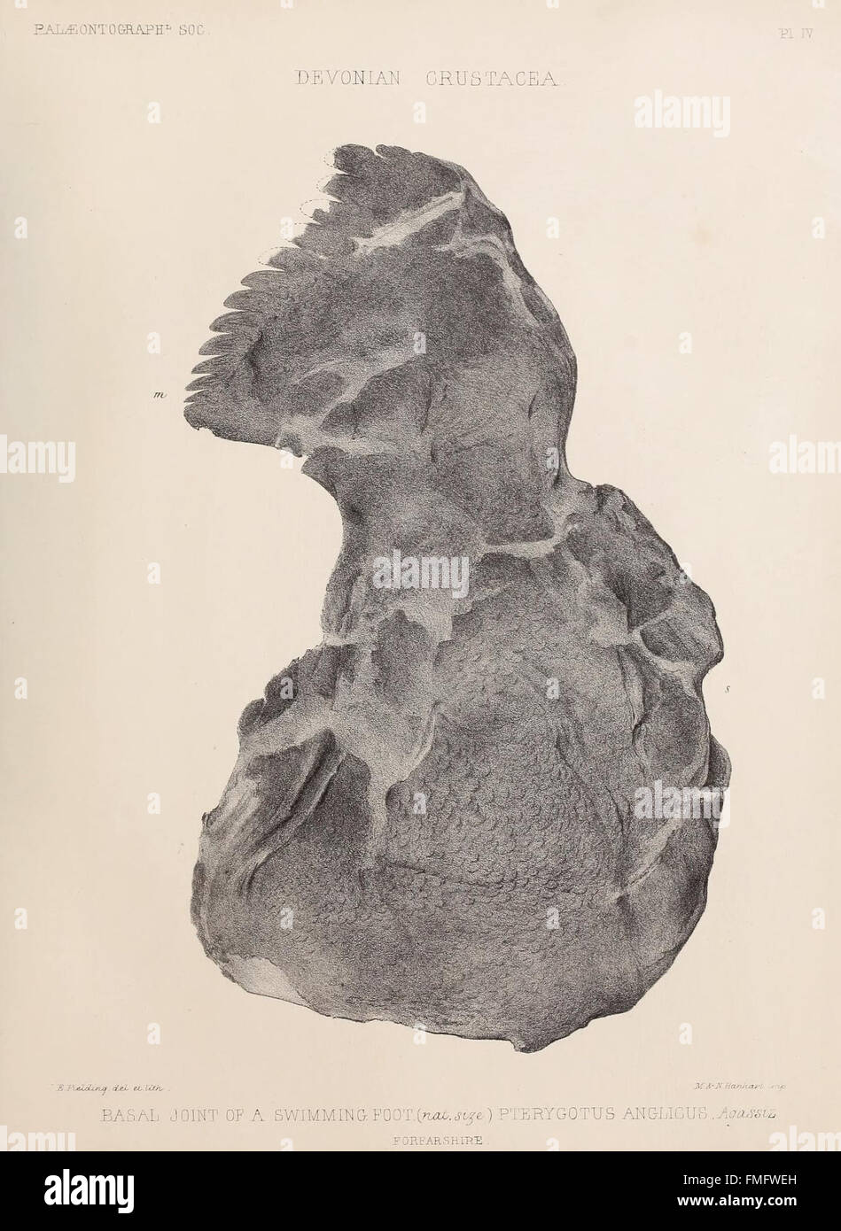 Crustacean fossil hi-res stock photography and images - Alamy