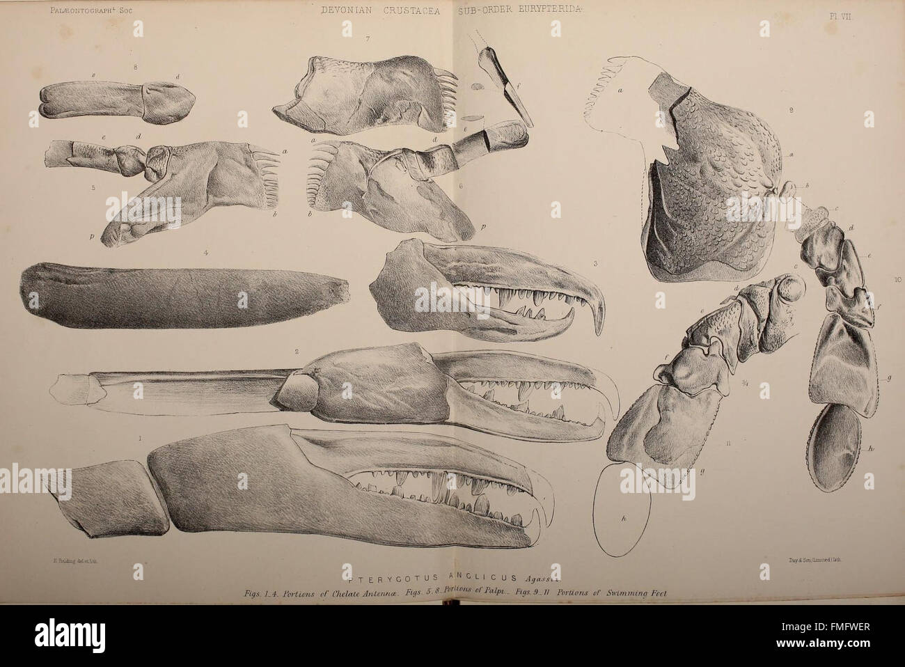 Plate VII from 'A Monograph of the British Fossil Crustacea' provides ...