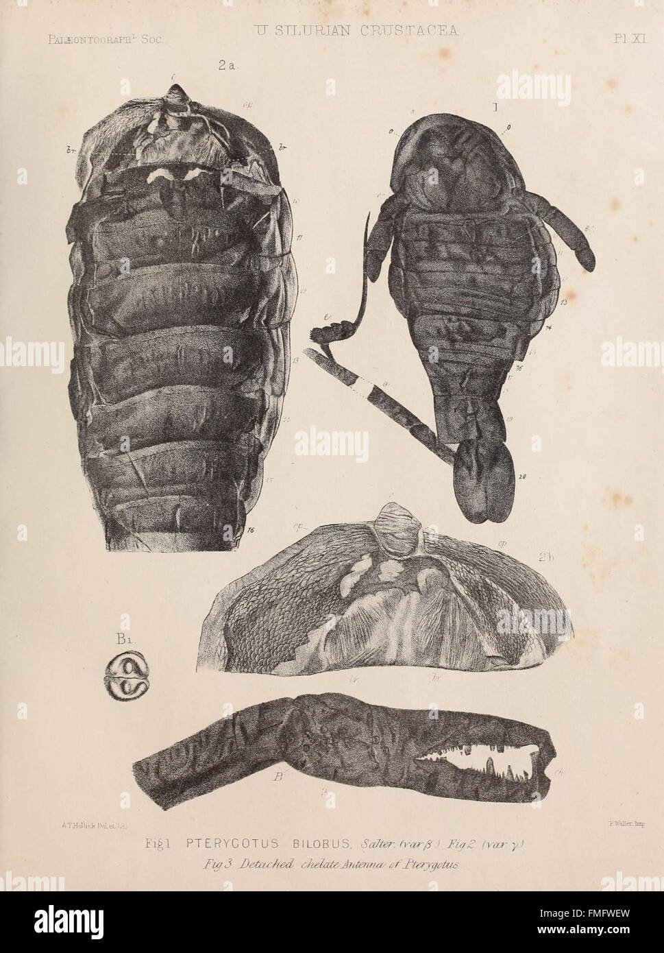 This plate from 'A Monograph of the British Fossil Crustacea' provides ...