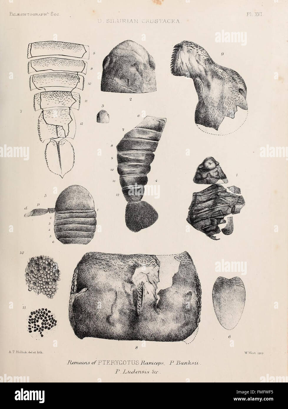 This plate provides a detailed monograph of fossilized crustaceans from ...