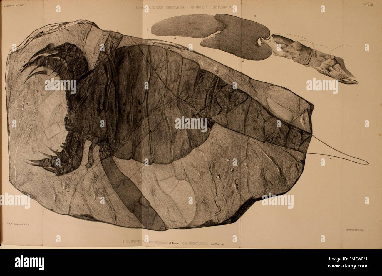 Prehistoric crustacean hi-res stock photography and images - Alamy