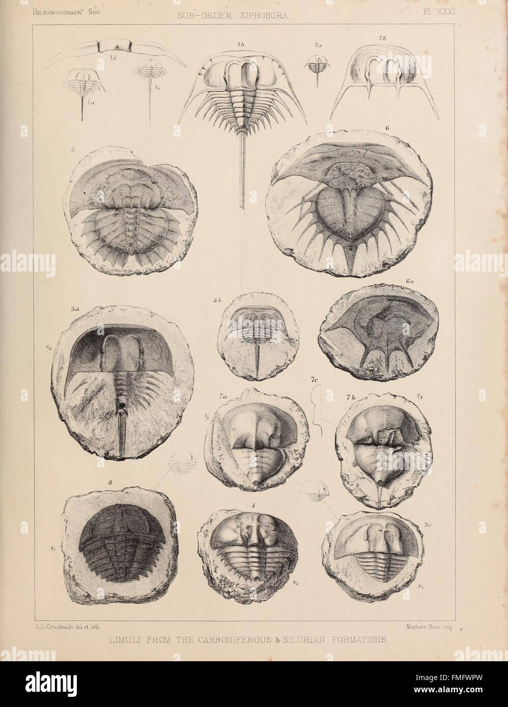 Fossil great britain paleontology smithsonian institution libraries hi ...