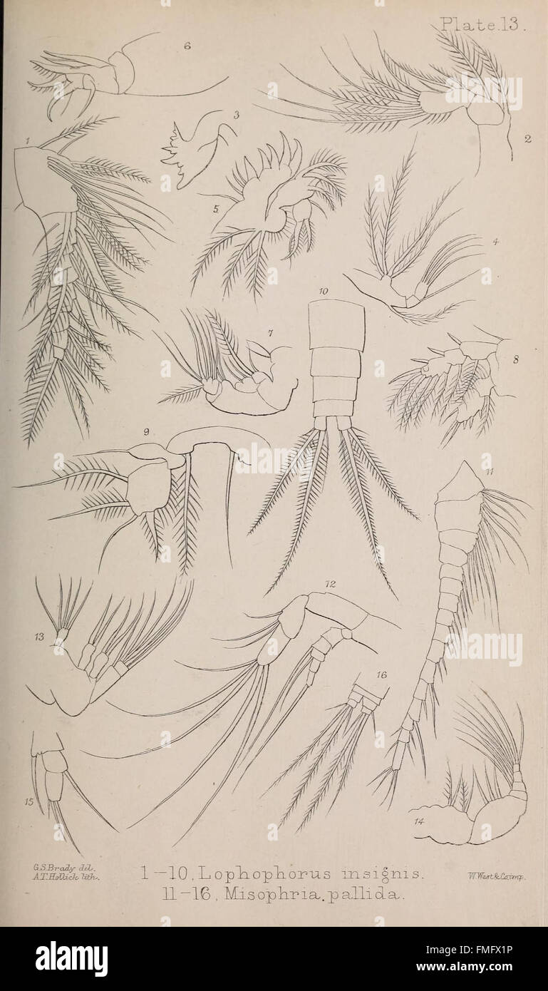 This plate from the monograph on Copepoda illustrates free and semi ...