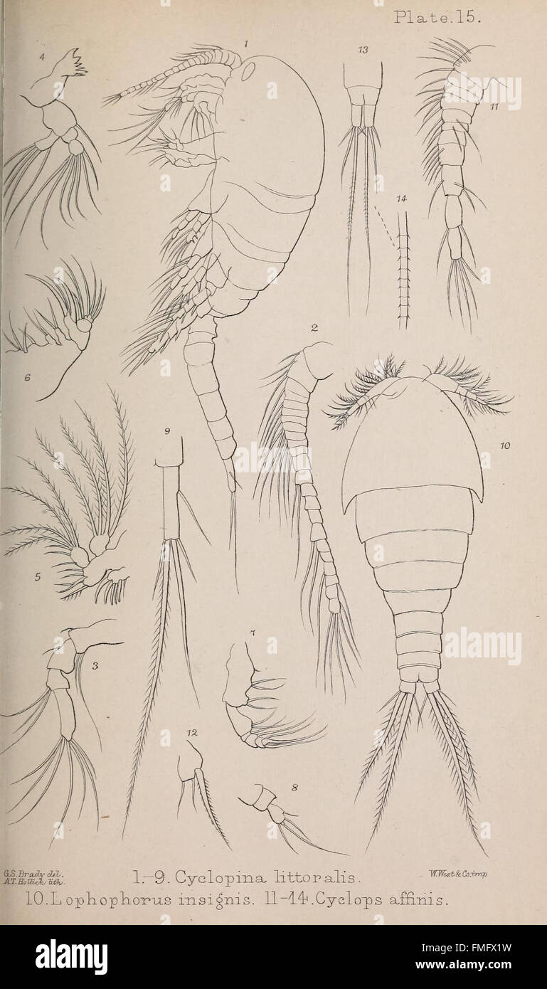 Illustrations of small aquatic organisms hi-res stock photography and ...