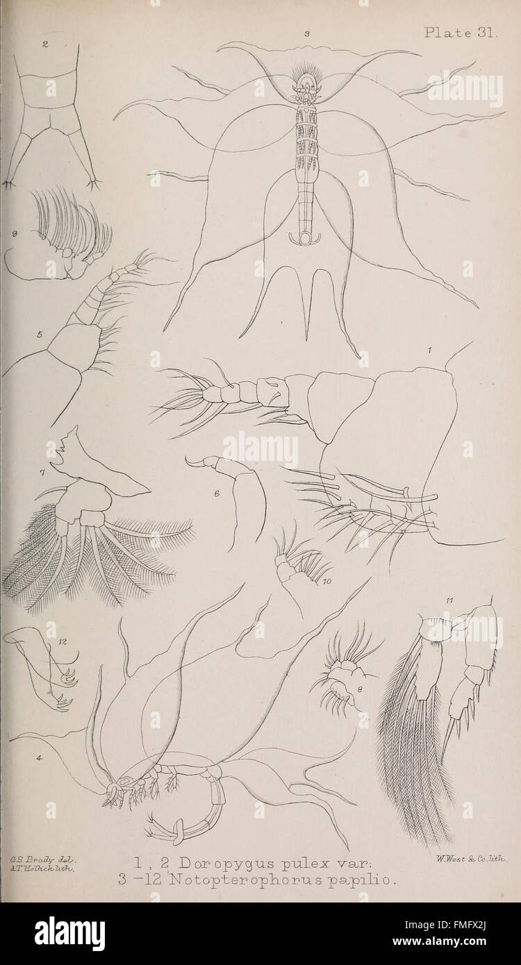 Plate XXXI from 'A Monograph of the Free and Semi-Parasitic Copepoda of ...