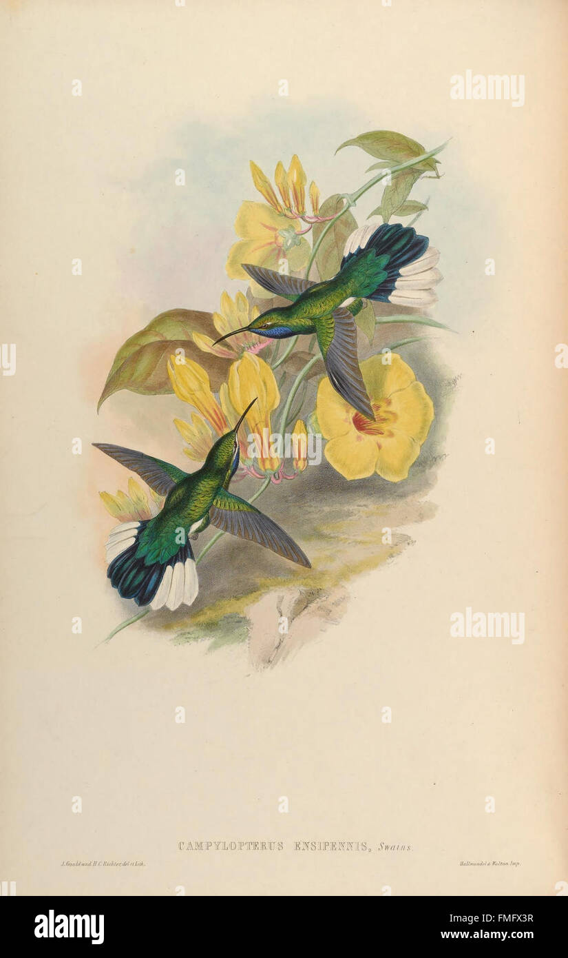 Plate 46 from 'A Monograph of the Trochilidae' illustrates the diverse ...