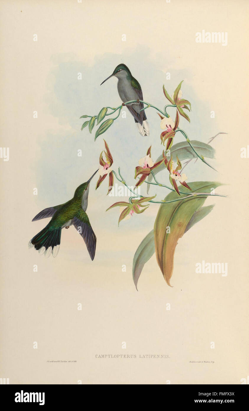 Plate 48 from 'A Monograph of the Trochilidae' illustrates various ...