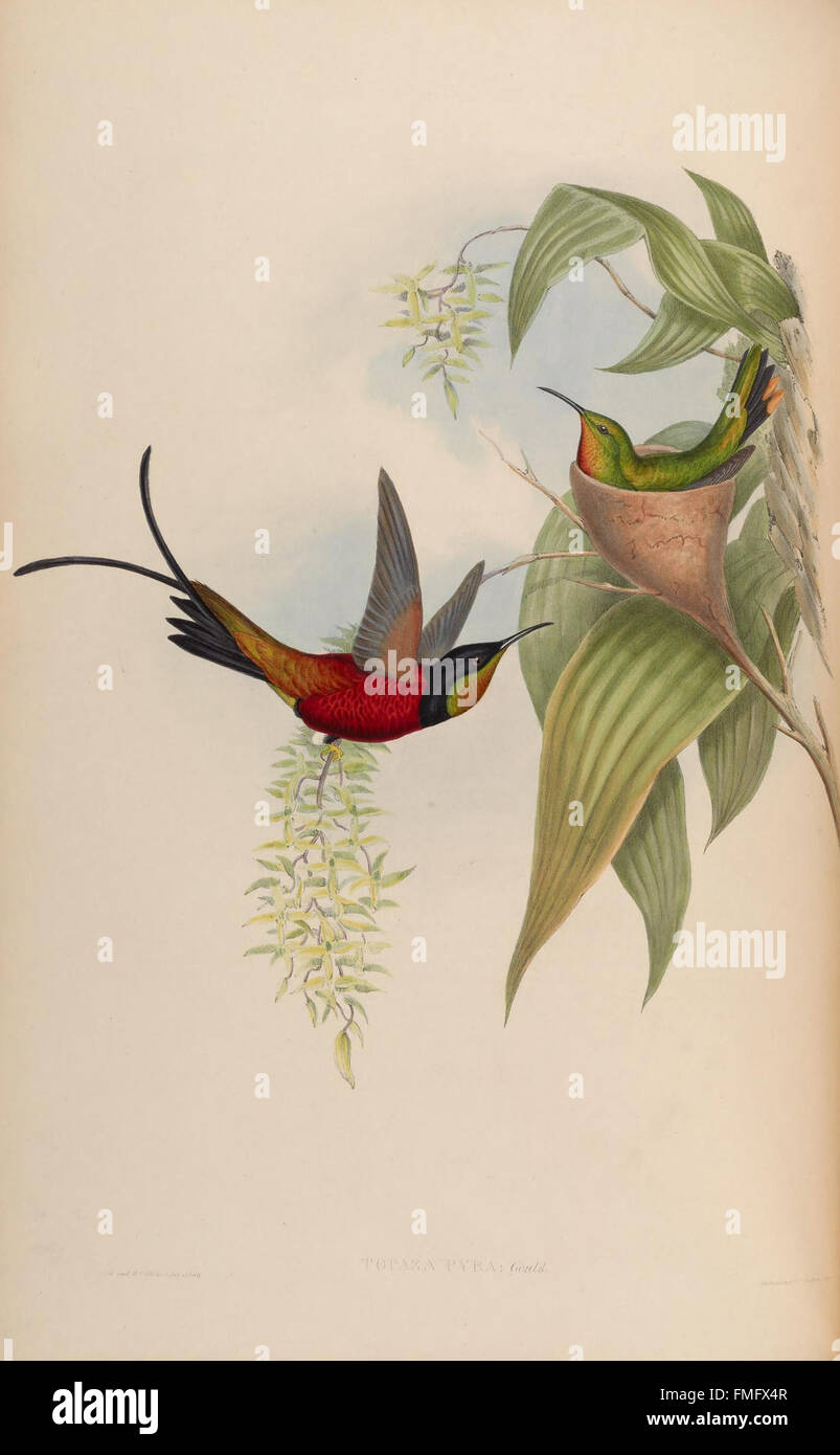 Plate 67 from *A Monograph of the Trochilidae* highlights various ...