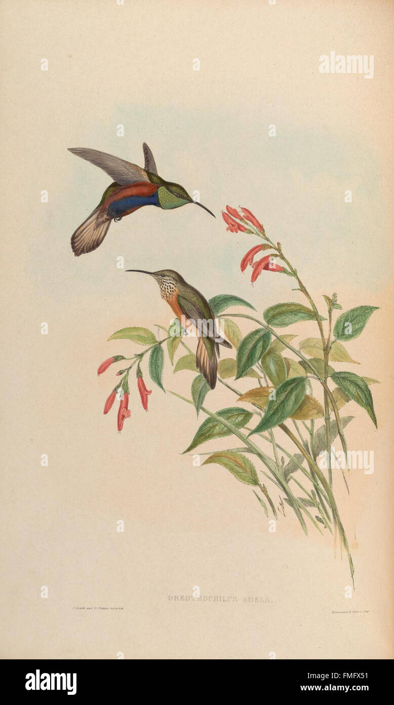 Plate 73 from 'A Monograph of the Trochilidae' illustrates various ...