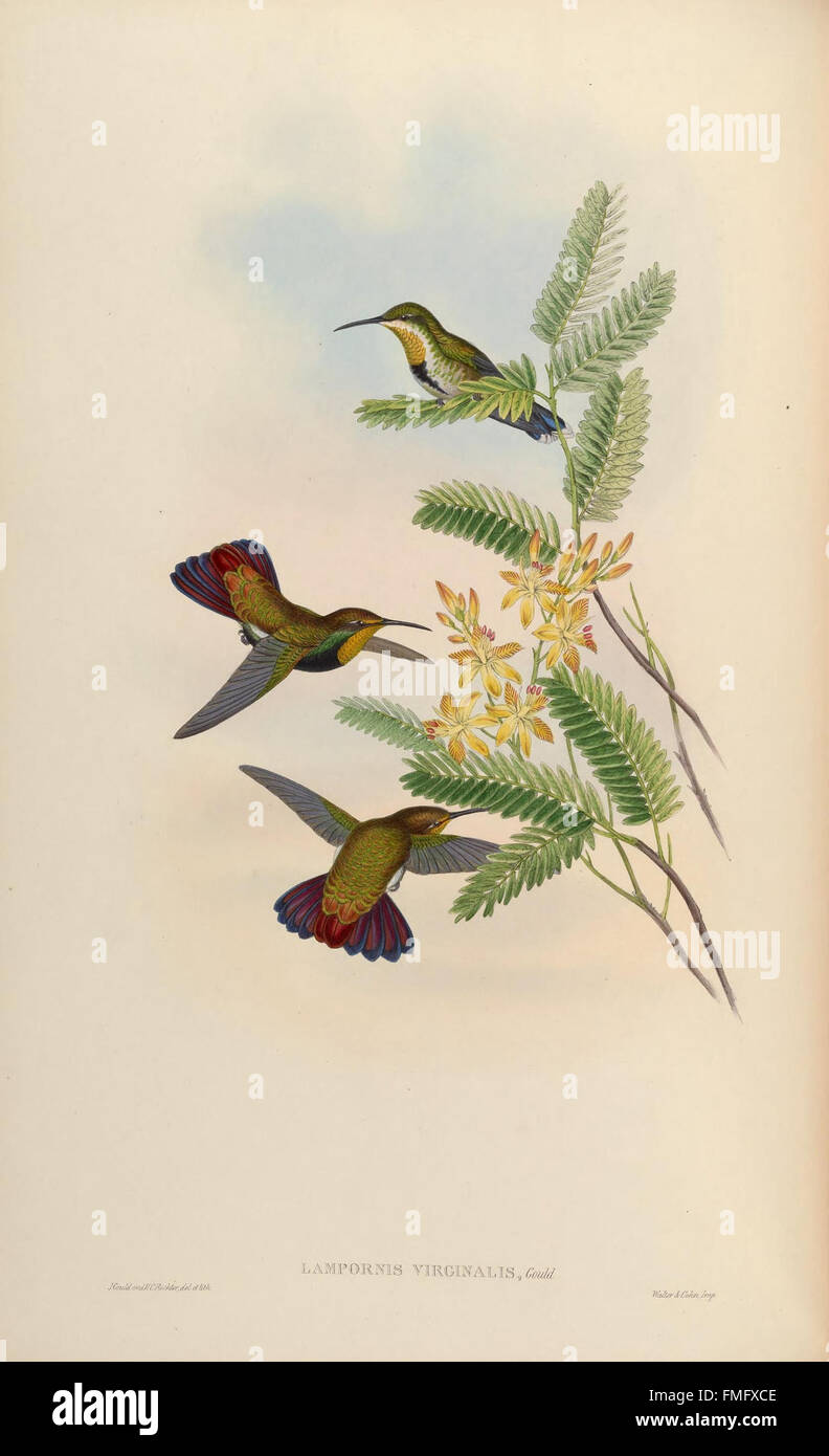 This illustration from a monograph on the Trochilidæ family focuses on ...