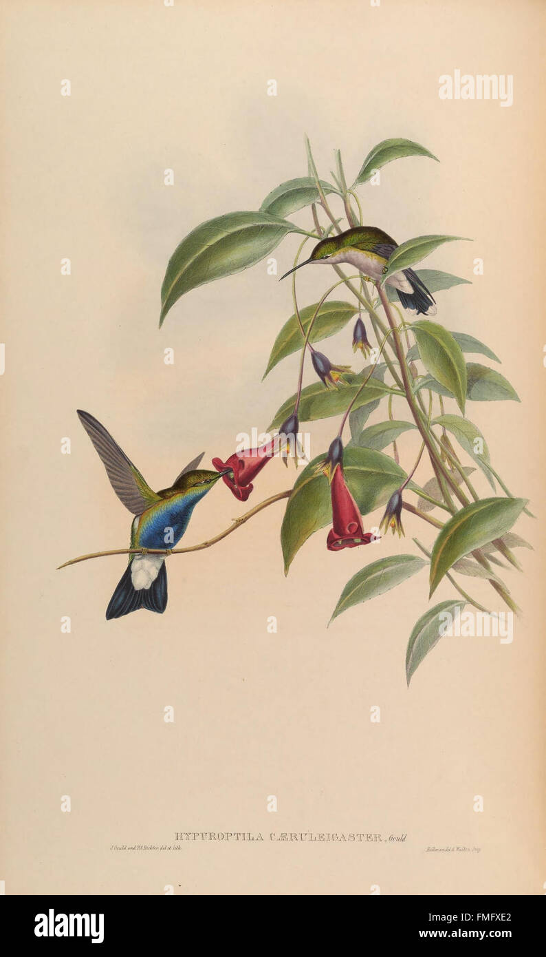 This plate from 'A Monograph of the Trochilidae' offers detailed ...