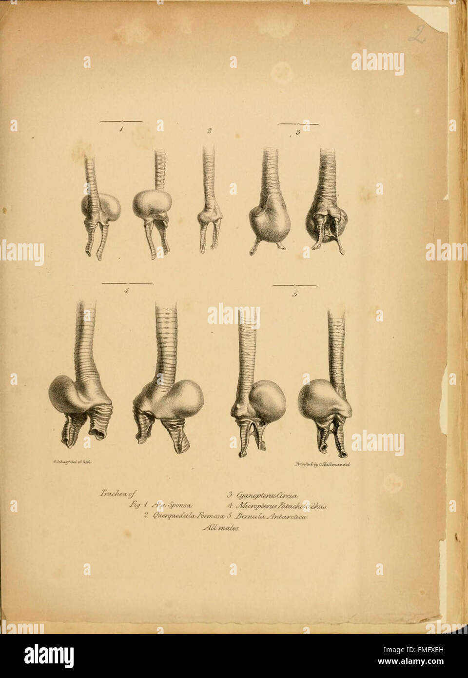 This monograph on the Anatidae (duck tribe) provides a comprehensive ...