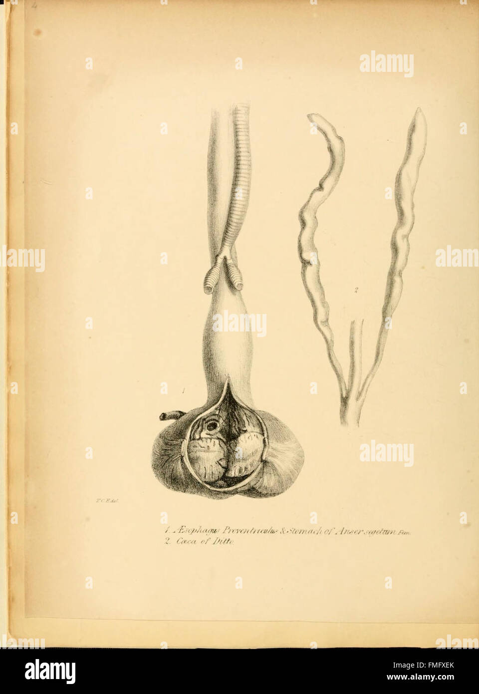 This monograph provides a comprehensive study of the Anatidae family ...