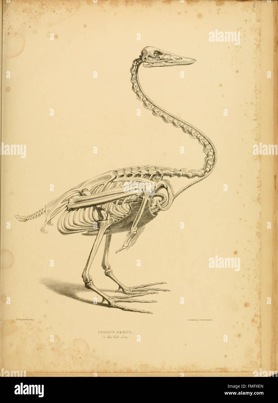 This monograph focuses on the Anatidae family, covering ducks, geese ...