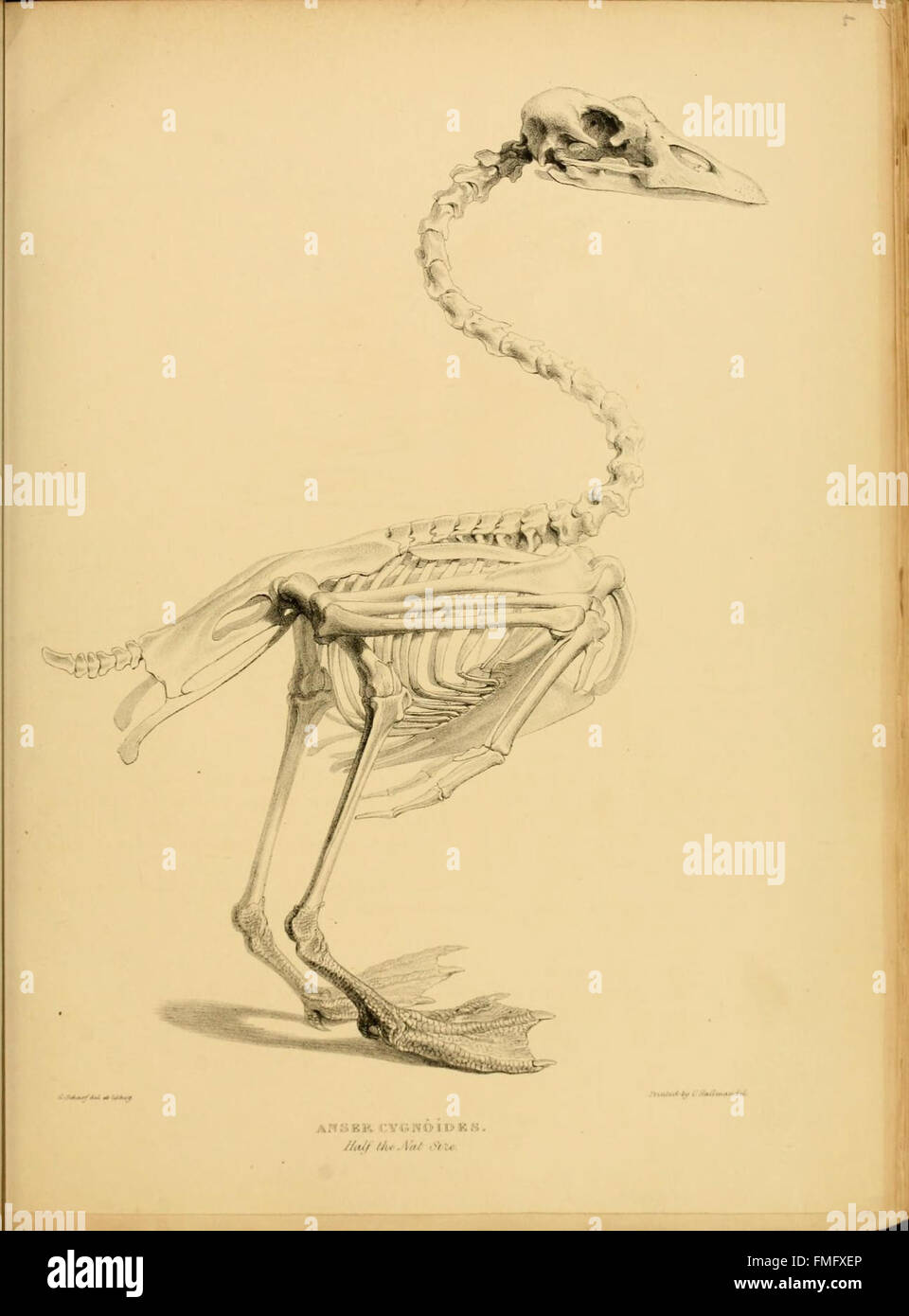 This monograph on the Anatidae family, commonly known as the duck tribe ...
