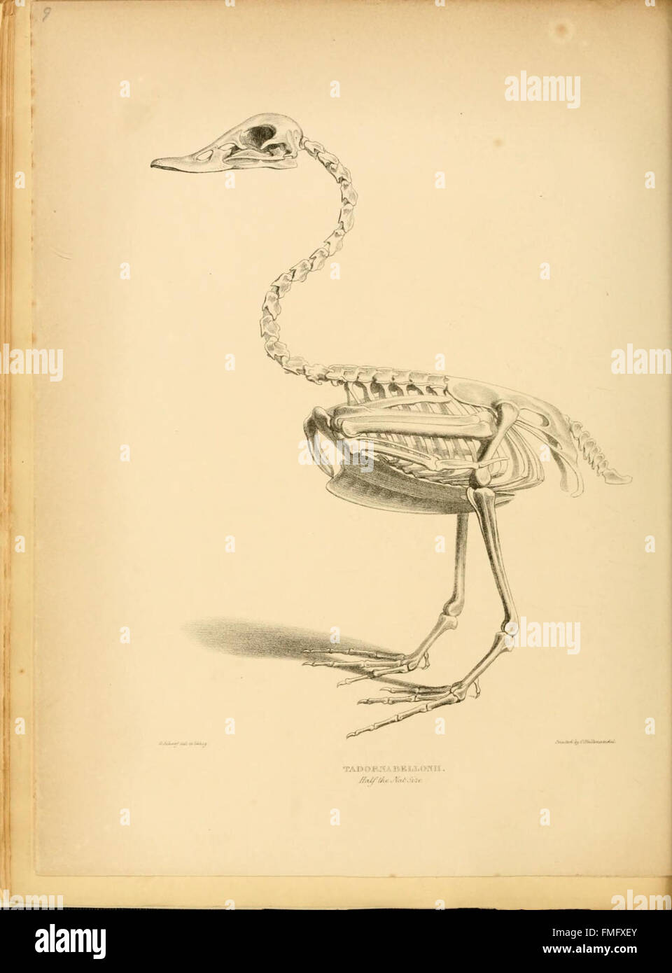 This comprehensive study delves into the Anatidae family, encompassing ...