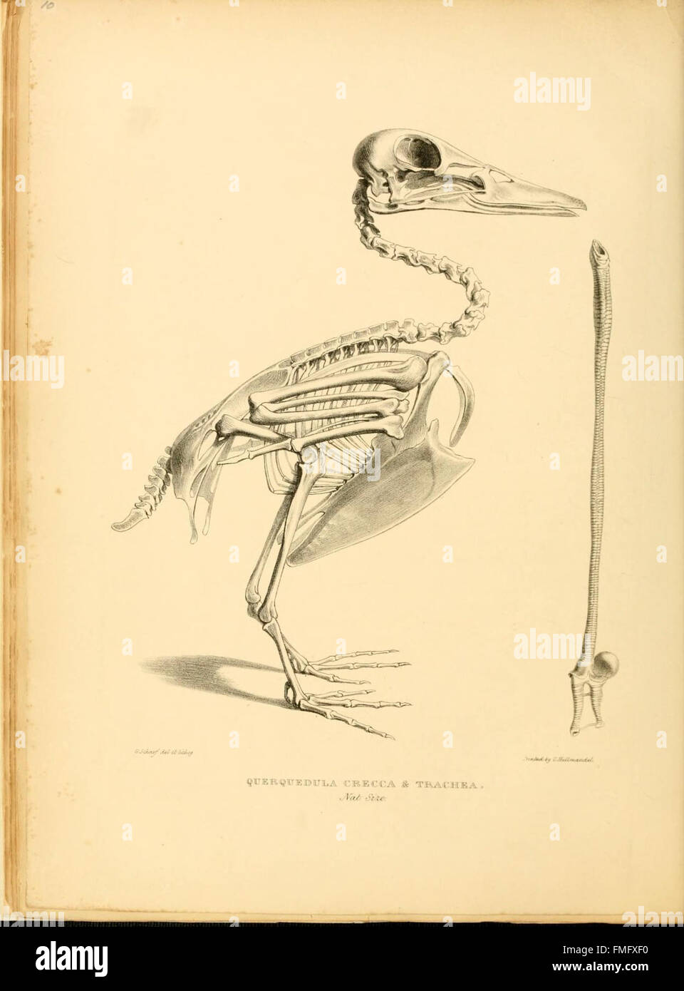 This monograph provides an extensive study of the Anatidae family, or ...