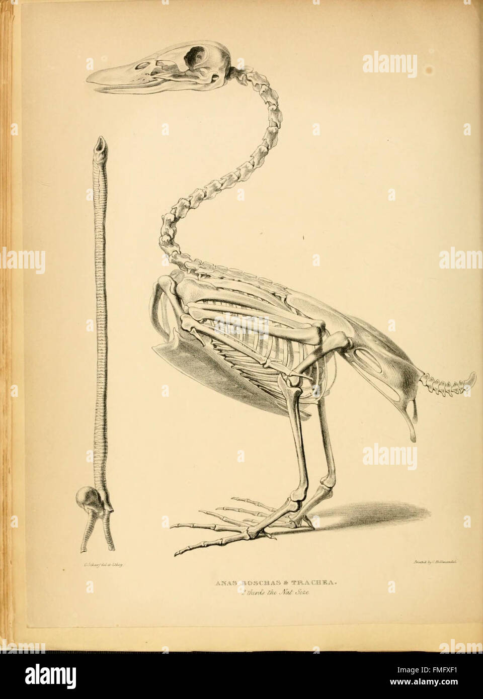 'A Monograph on the Anatidae, or Duck Tribe' provides an in-depth study ...