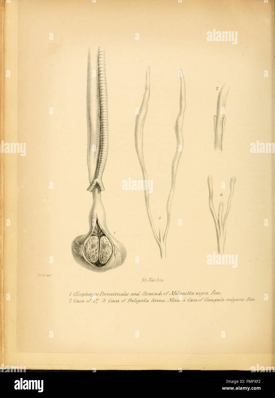 *A Monograph on the Anatidae* provides a comprehensive study of the ...