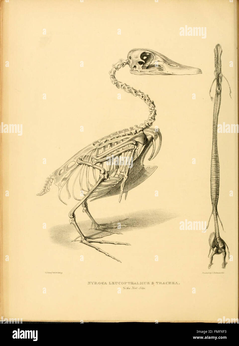 This *Monograph on the Anatidae* explores the various species within ...
