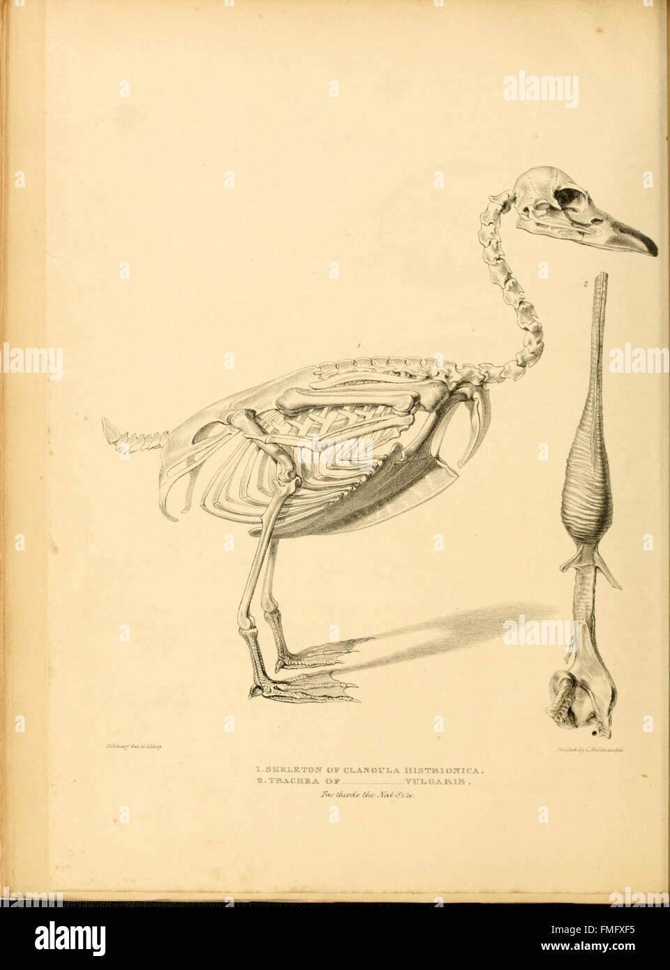 This monograph focuses on the Anatidae family, providing a detailed ...