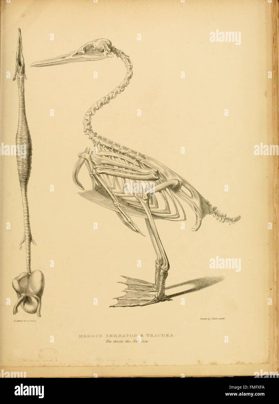 This monograph provides a comprehensive study of the Anatidae family ...