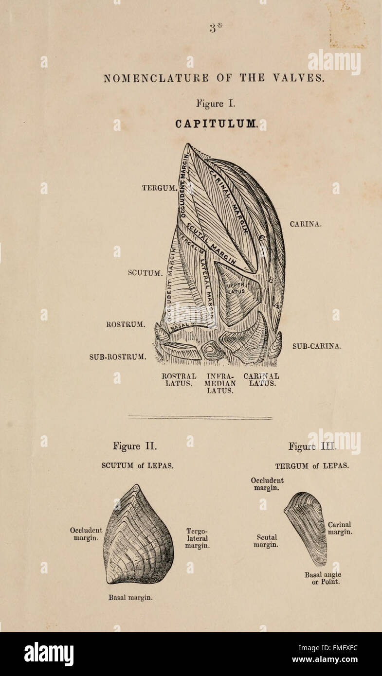 This monograph on the sub-class Cirripedia provides a detailed study of ...