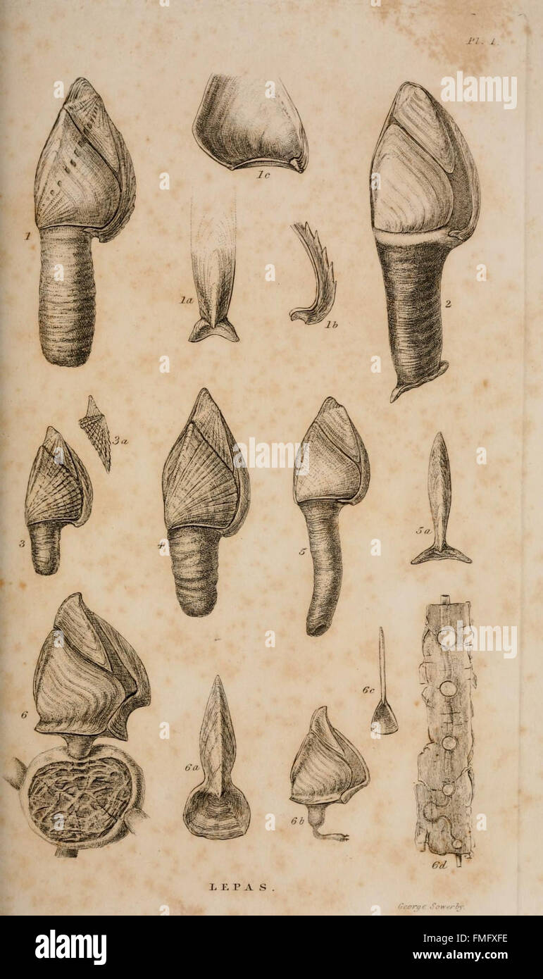 'A Monograph on the Sub-class Cirripedia' focuses on the study of ...