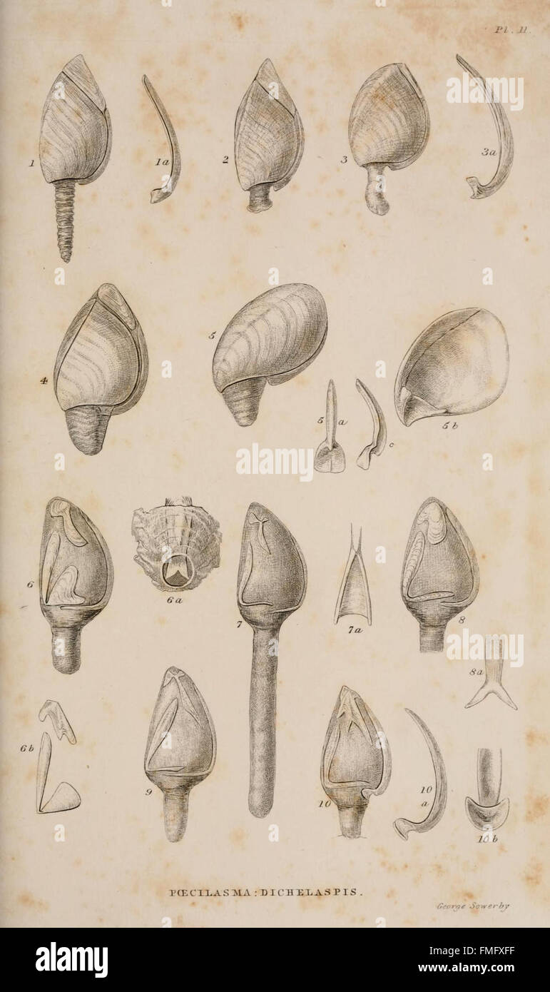 Plate II from 'A Monograph on the Sub-class Cirripedia' presents ...