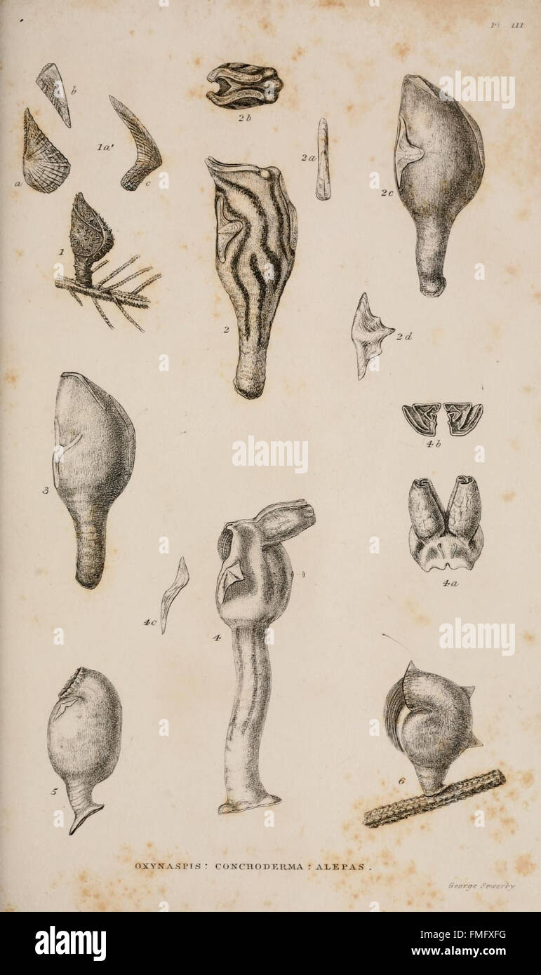 Plate III from 'A Monograph on the Sub-Class Cirripedia' presents ...