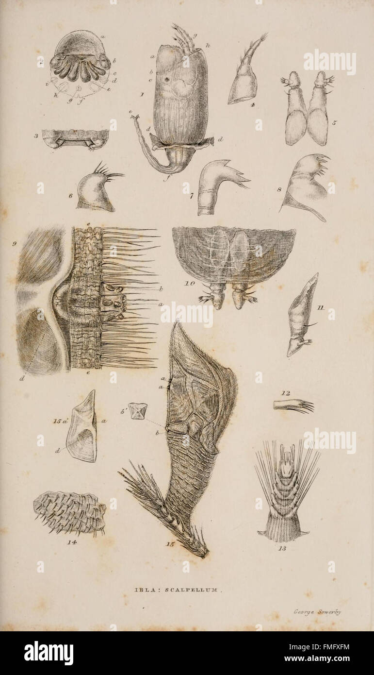 This monograph on Cirripedia (Plate V) provides an in-depth study of ...