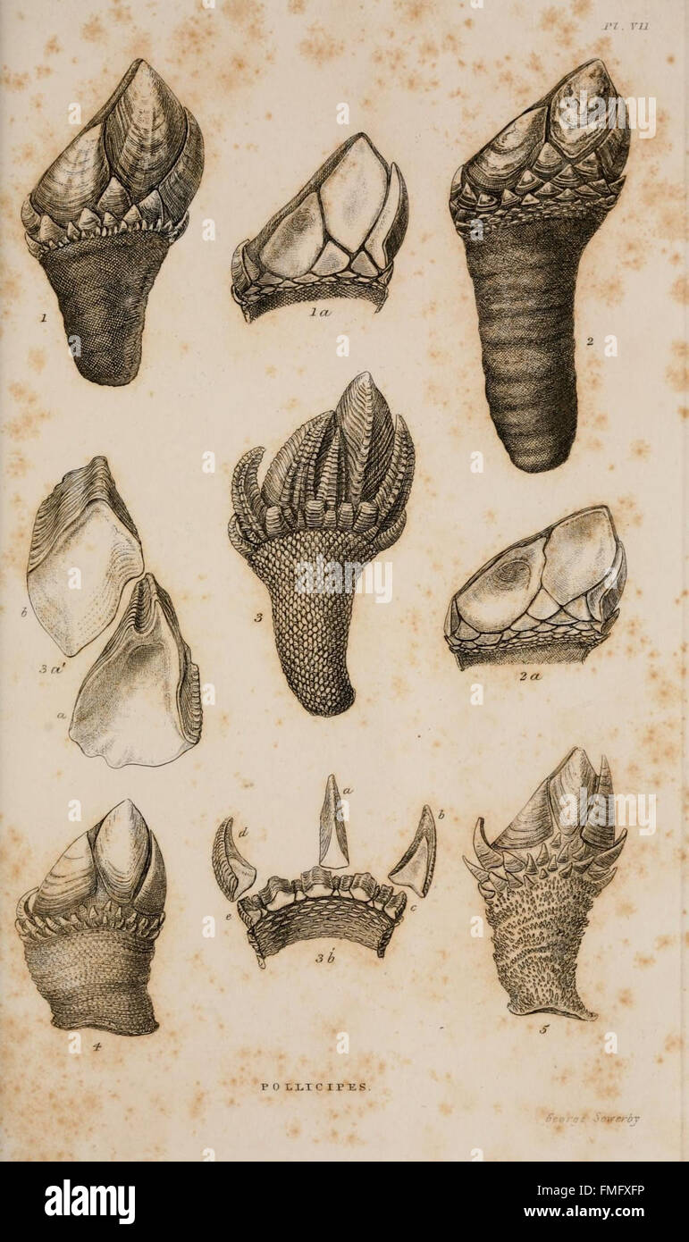 Various marine invertebrates belonging hi-res stock photography and ...