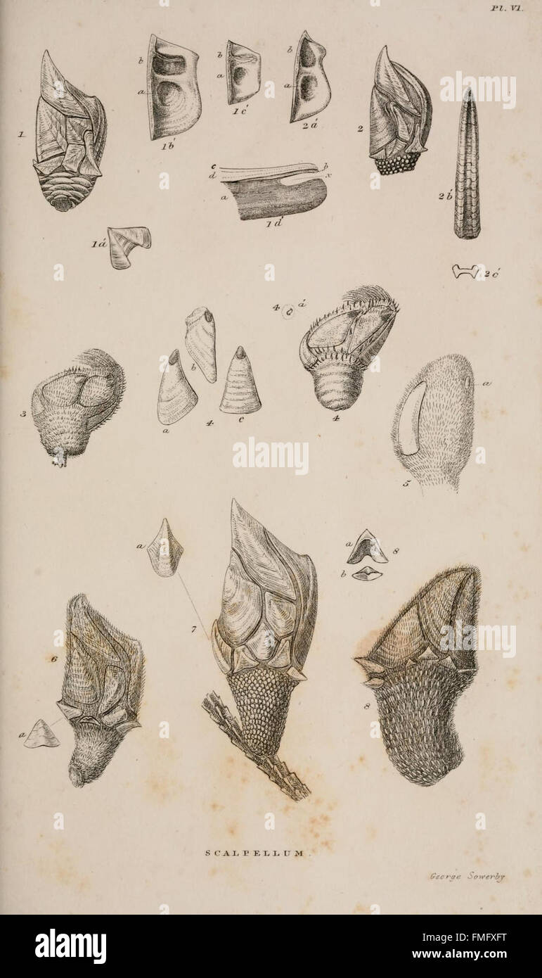 Plate VI from *A Monograph on the Sub-class Cirripedia* illustrates ...