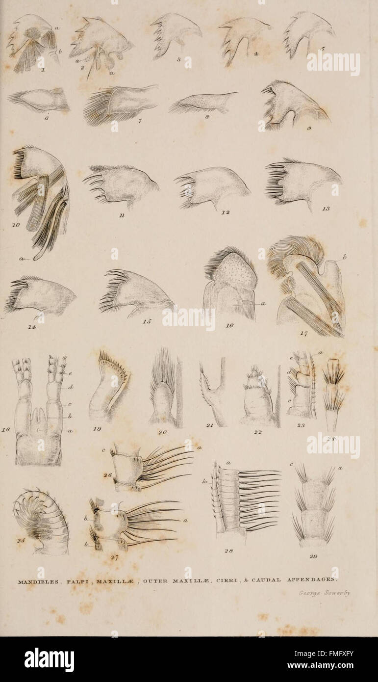 Plate X from 'A Monograph on the Sub-Class Cirripedia' details species ...