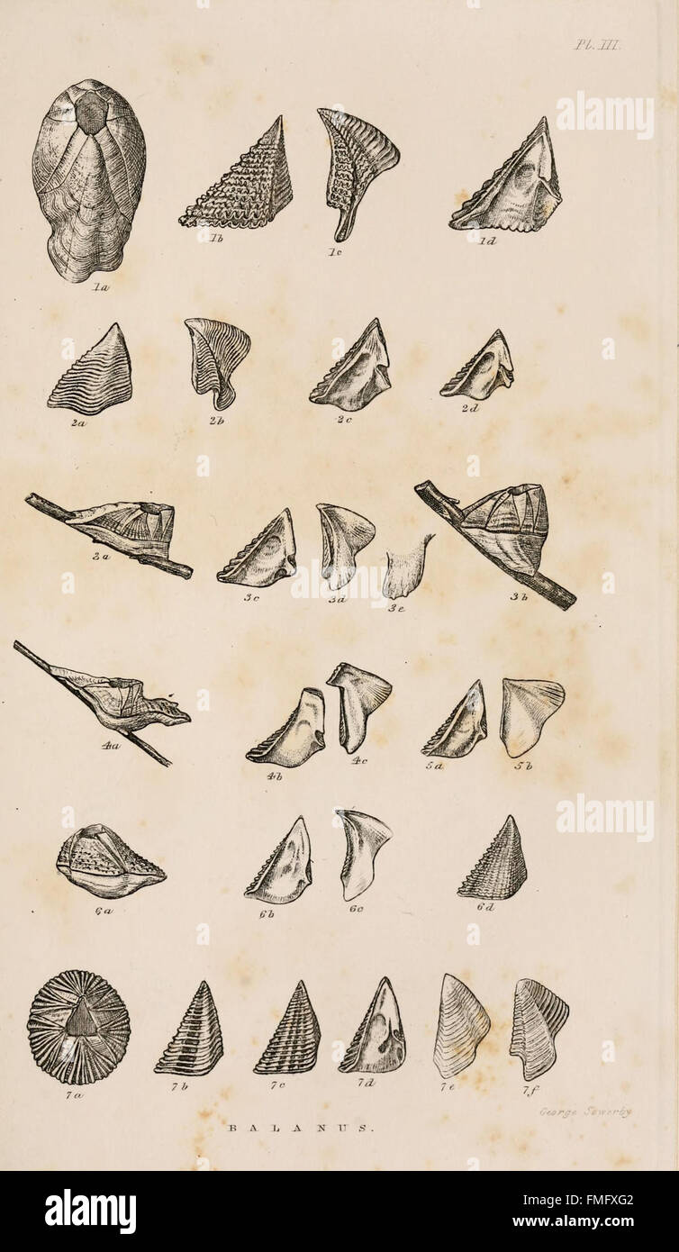 Barnacles cirripedia mblwhoi library hi-res stock photography and ...