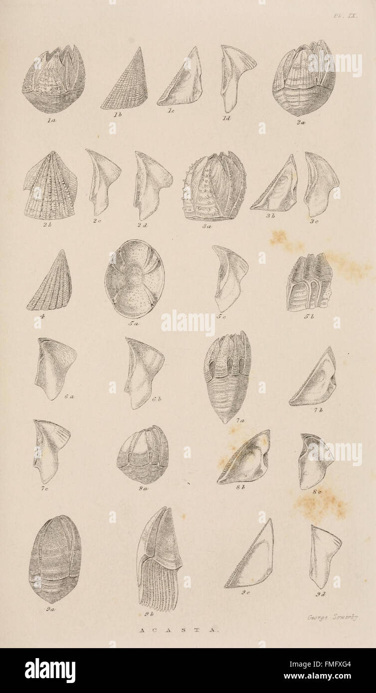 An in-depth study of the sub-class Cirripedia, focusing on barnacles ...