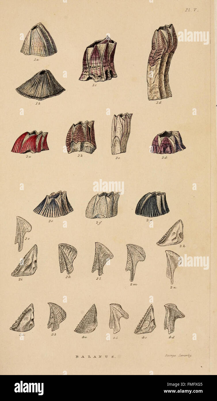 Plate V from 'A Monograph on the Sub-class Cirripedia' depicts various ...