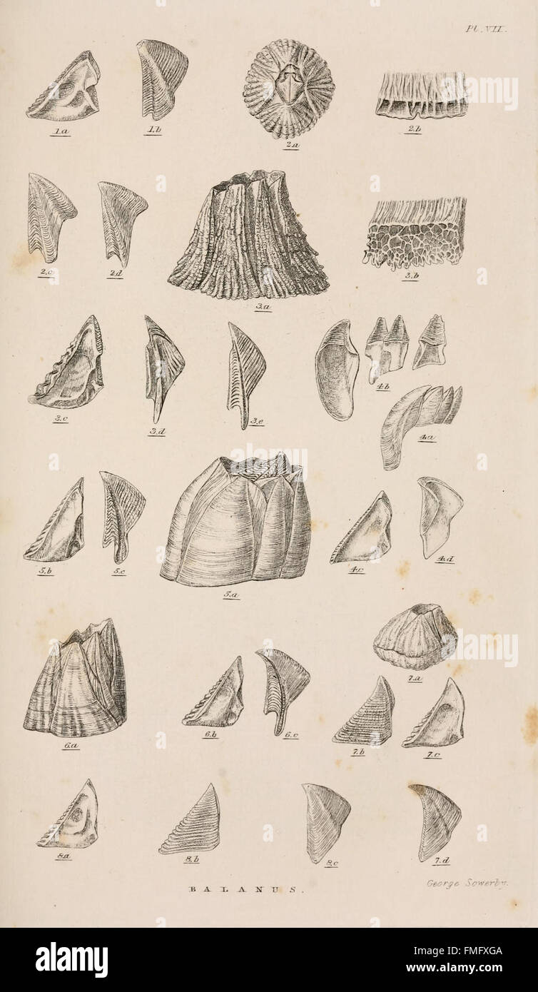 This plate from Darwin’s monograph on Cirripedia (barnacles) provides ...