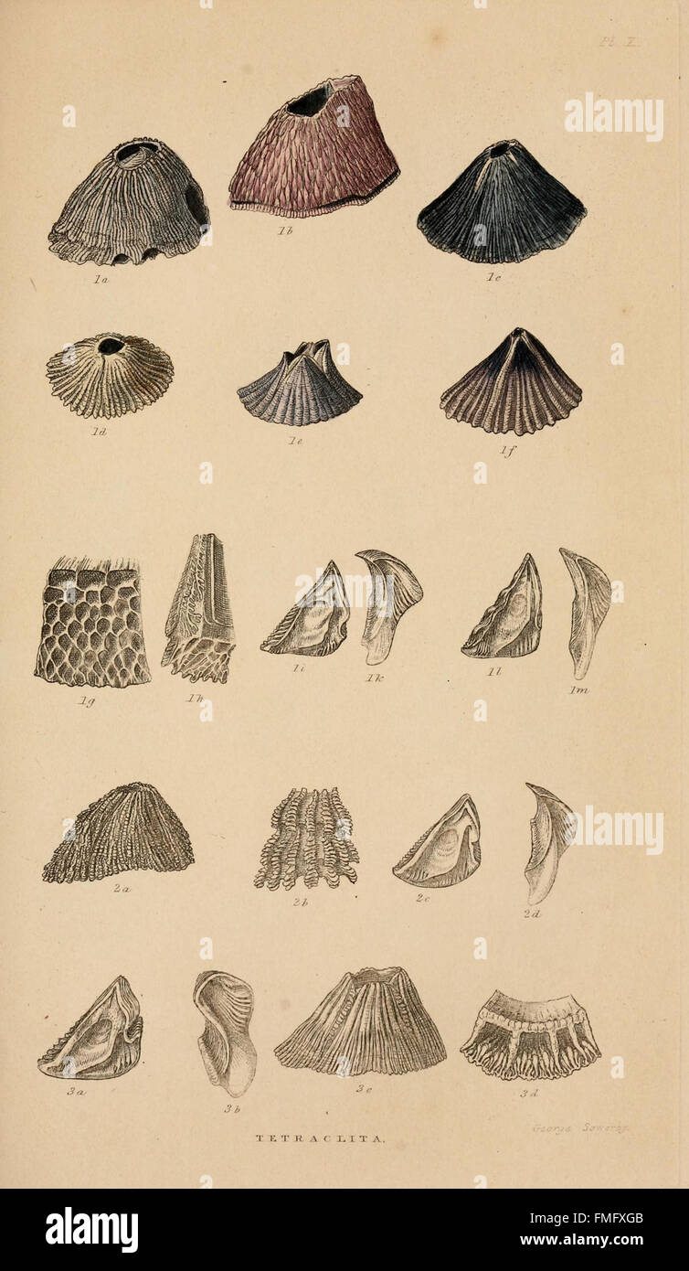 Plate X from 'A Monograph on the Sub-class Cirripedia' illustrates ...