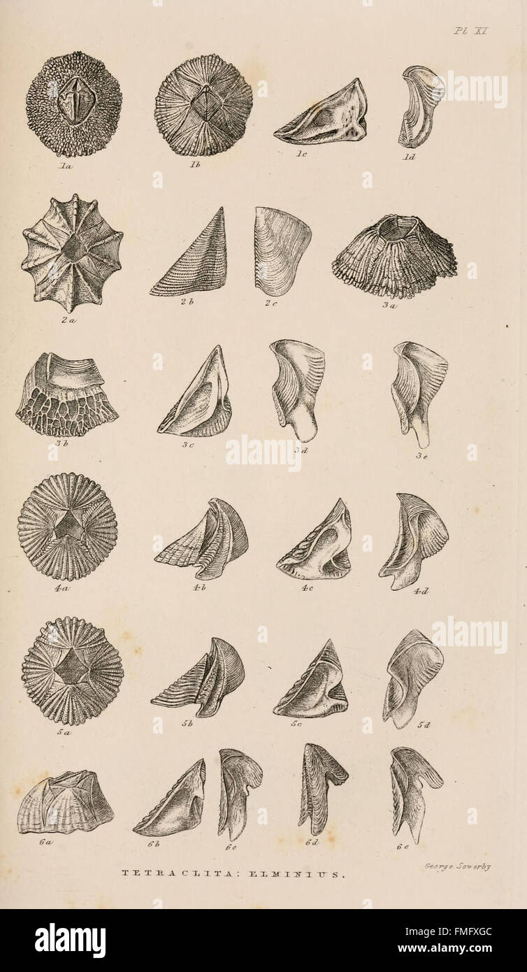 Plate XI from 'A Monograph on the Sub-class Cirripedia' features ...