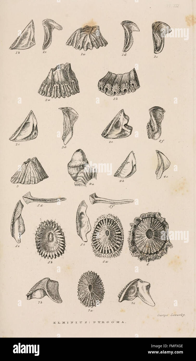 *A Monograph on the Sub-class Cirripedia* (Plate XII) provides a ...