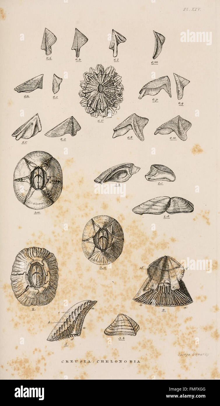 Plate XIV from 'A Monograph on the Sub-class Cirripedia' illustrates ...
