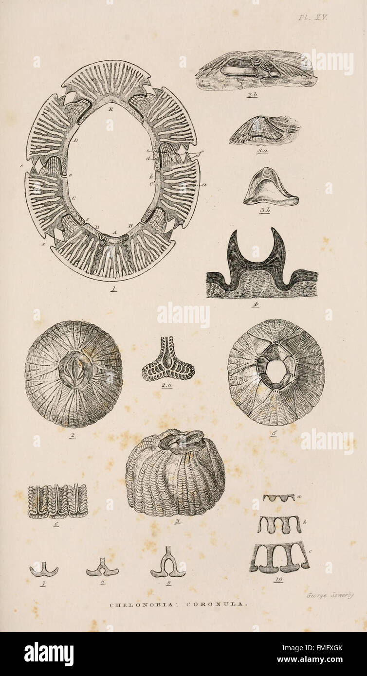 Plate XV from *A Monograph on the Sub-Class Cirripedia* presents ...