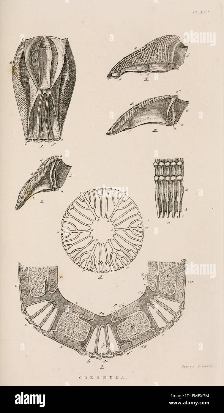 Plate XVI from 'A Monograph on the Sub-class Cirripedia' showcases ...